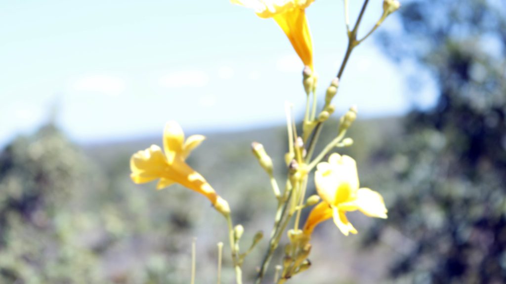 _MG_2099 – Cópia – Marcus Bonilla